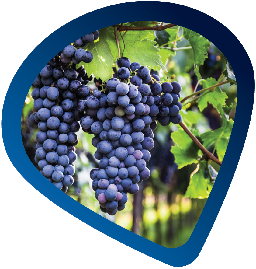 Flosul – Belchim Crop Protection