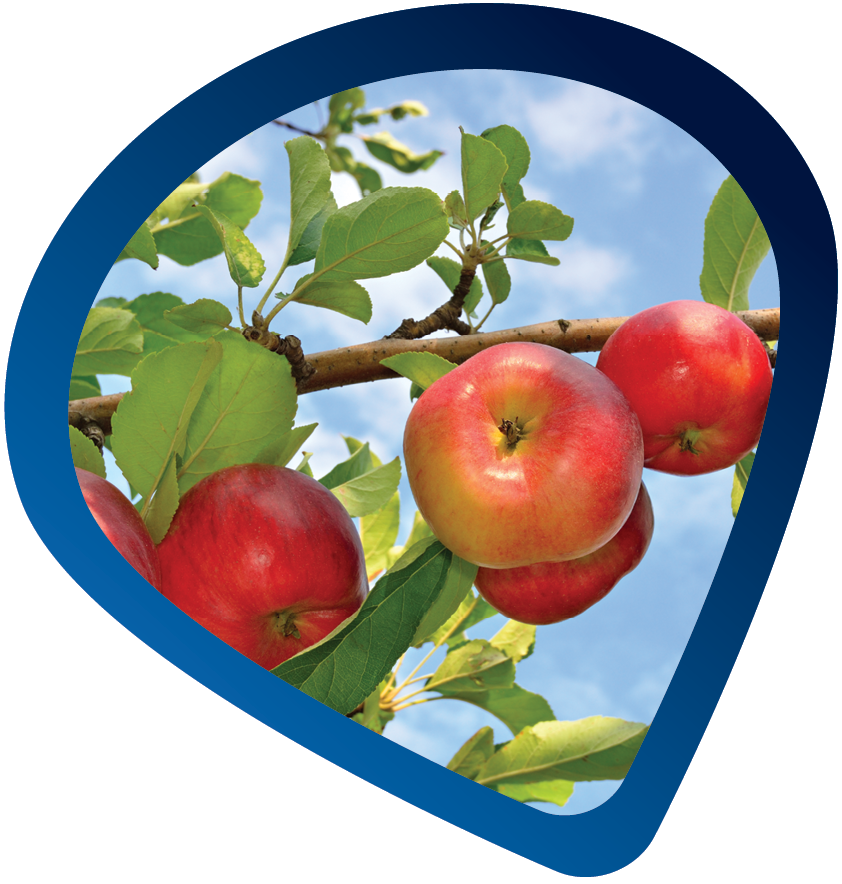 Alcoban – Belchim Crop Protection